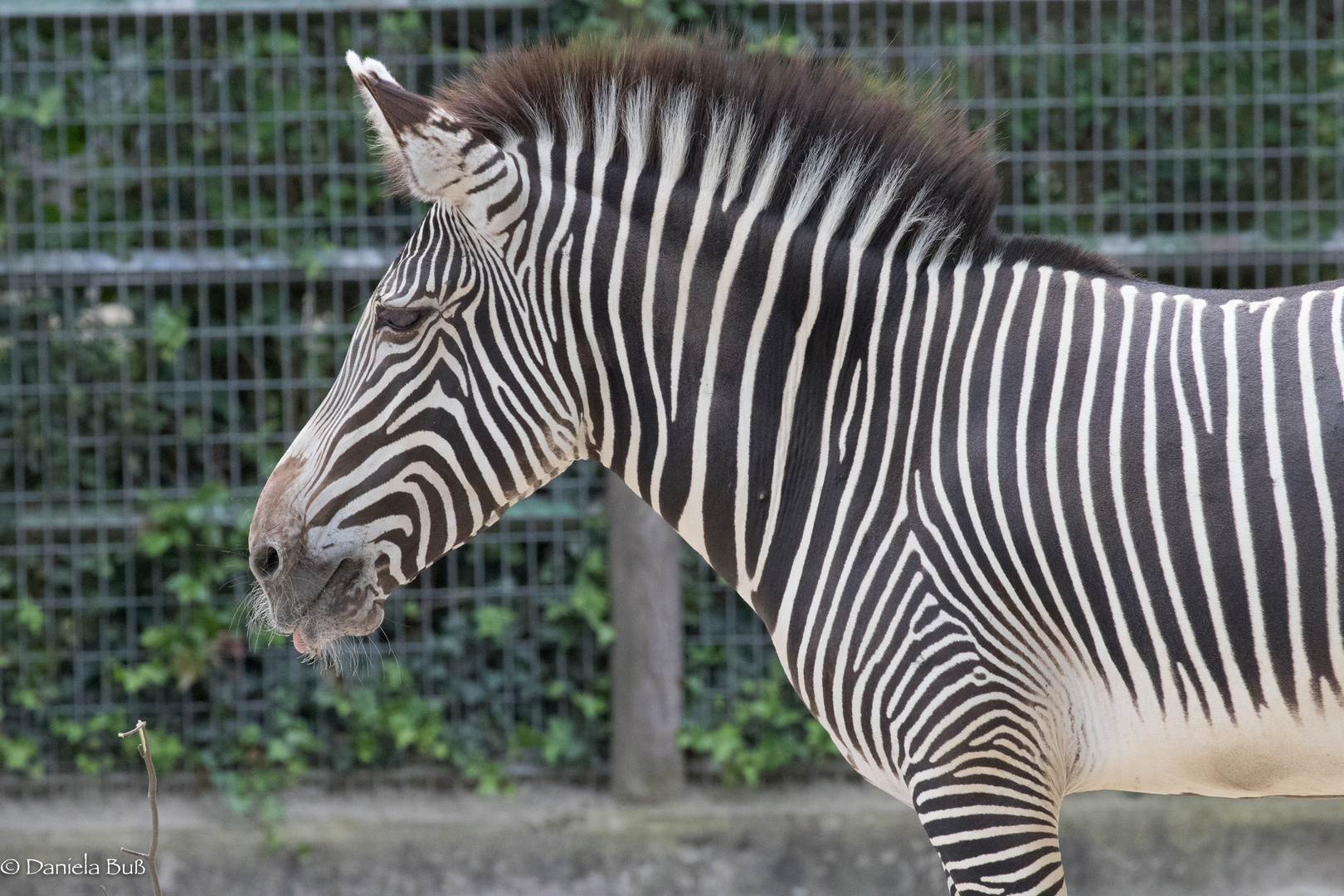 Zebra Foto & Bild | pferde, zoo, zebra Bilder auf fotocommunity