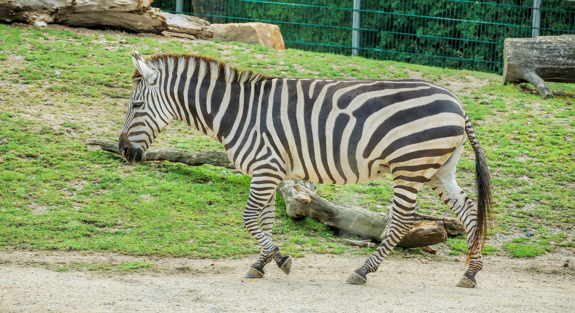 Zebra Foto & Bild | natur, zoo, tiere Bilder auf fotocommunity