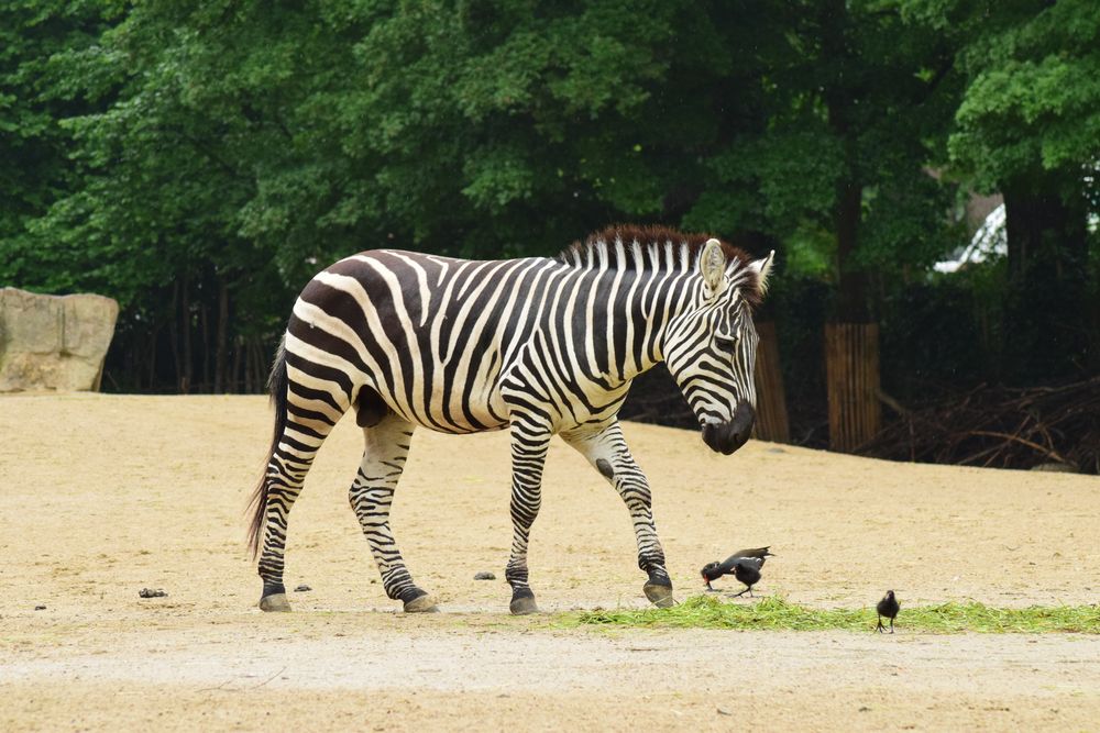 Zebra Foto & Bild | tiere, natur Bilder auf fotocommunity
