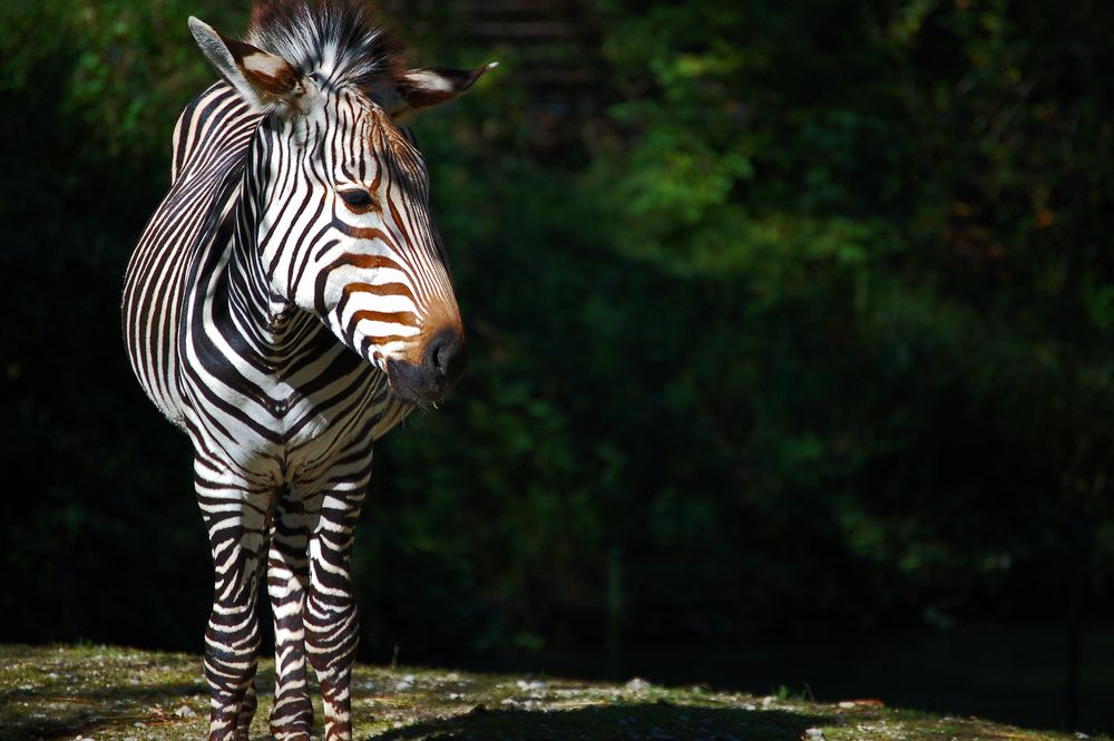 Zebra Foto & Bild | tiere, natur Bilder auf fotocommunity