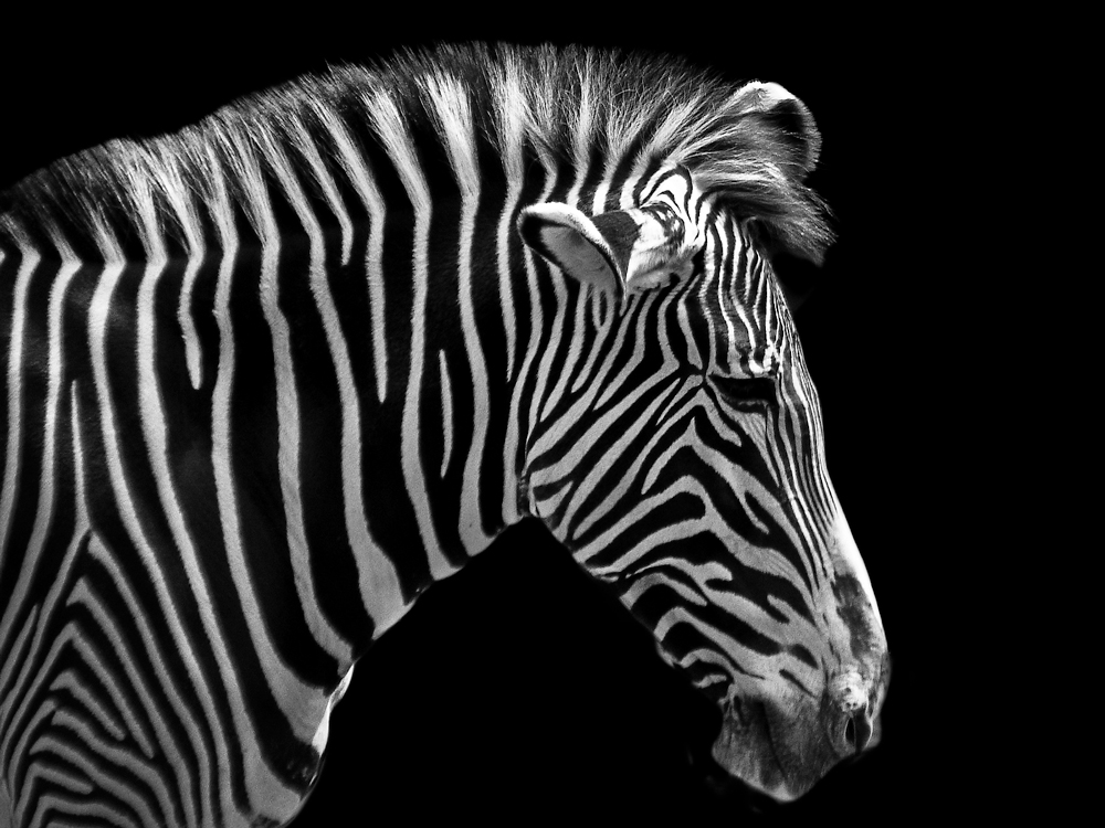 Zebra Foto & Bild | tiere, zoo, wildpark & falknerei, natur Bilder auf ...
