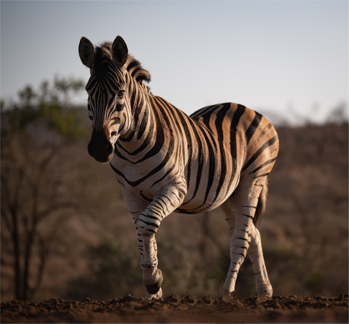 Zebra Foto & Bild | fotos, world, natur Bilder auf fotocommunity