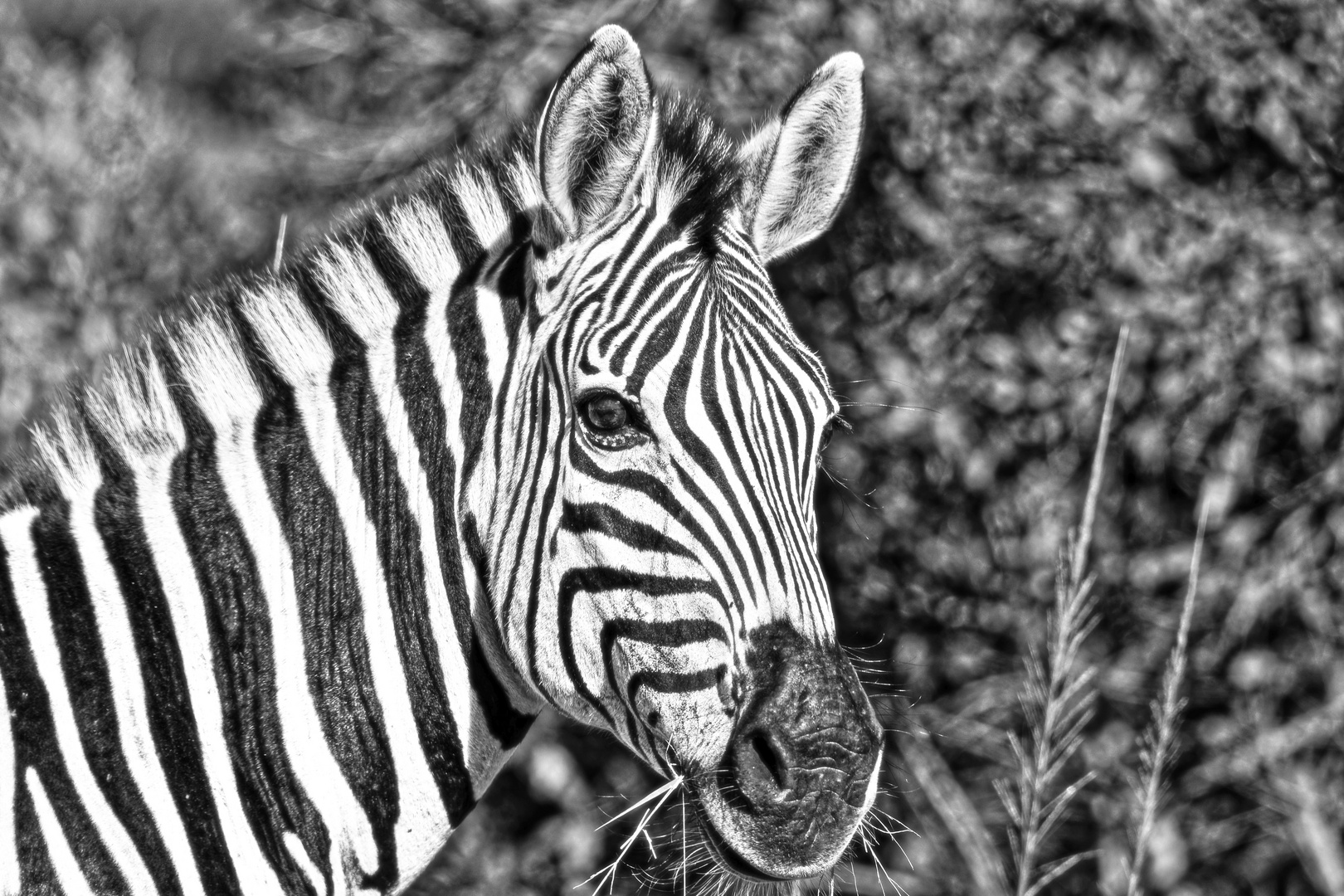 Zebra Foto & Bild | africa, southern africa, south africa Bilder auf ...