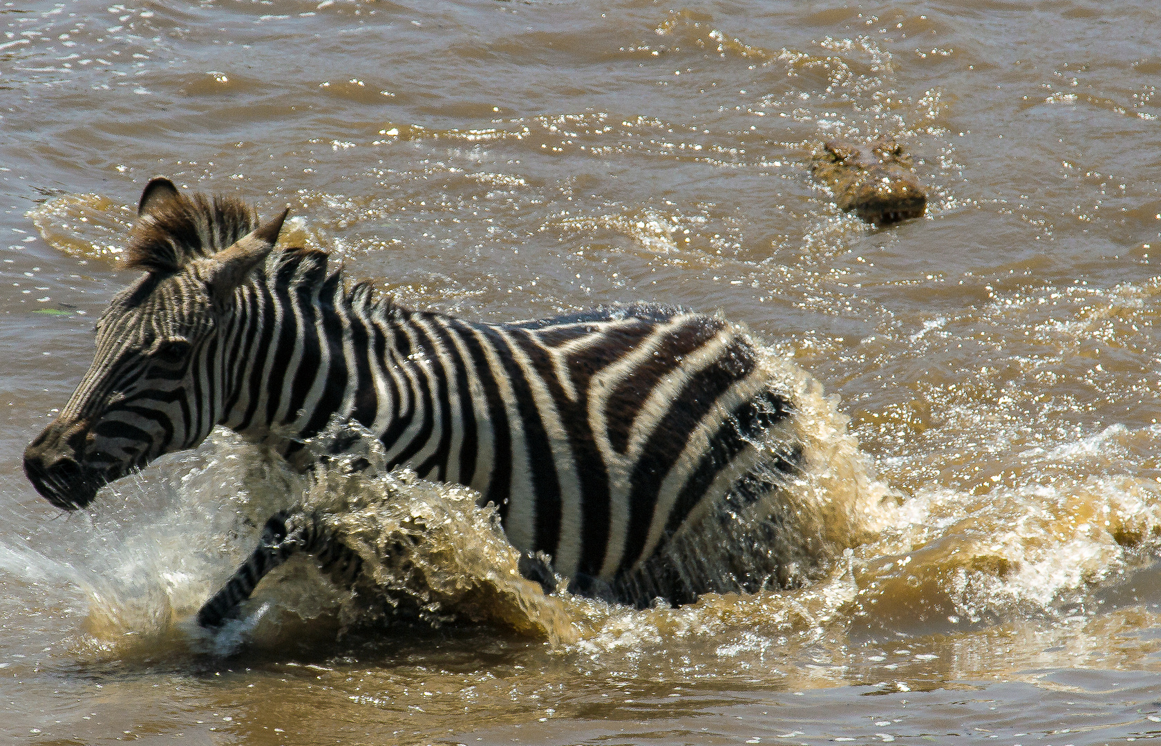 Zebra Crossing Foto & Bild | tiere, wildlife, wildlife: sonstige tiere ...