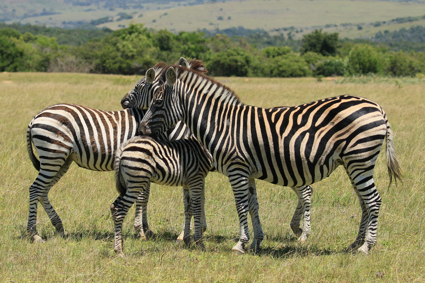 Zebra Foto & Bild | tiere, wildlife, säugetiere Bilder auf fotocommunity
