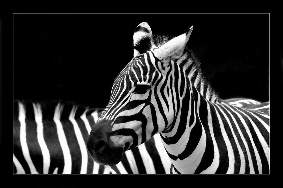 Zebra.... Foto & Bild | tiere, dietmar kock, natur Bilder auf fotocommunity