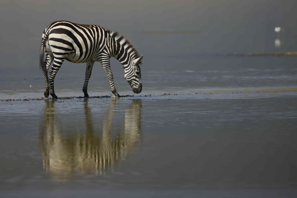 Zebra im Ngorongoro Foto & Bild | tiere, wildlife Bilder auf fotocommunity