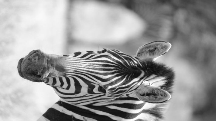 Nadine Schreiner - Fotos & Bilder - Fotografin aus Düsseldorf ...