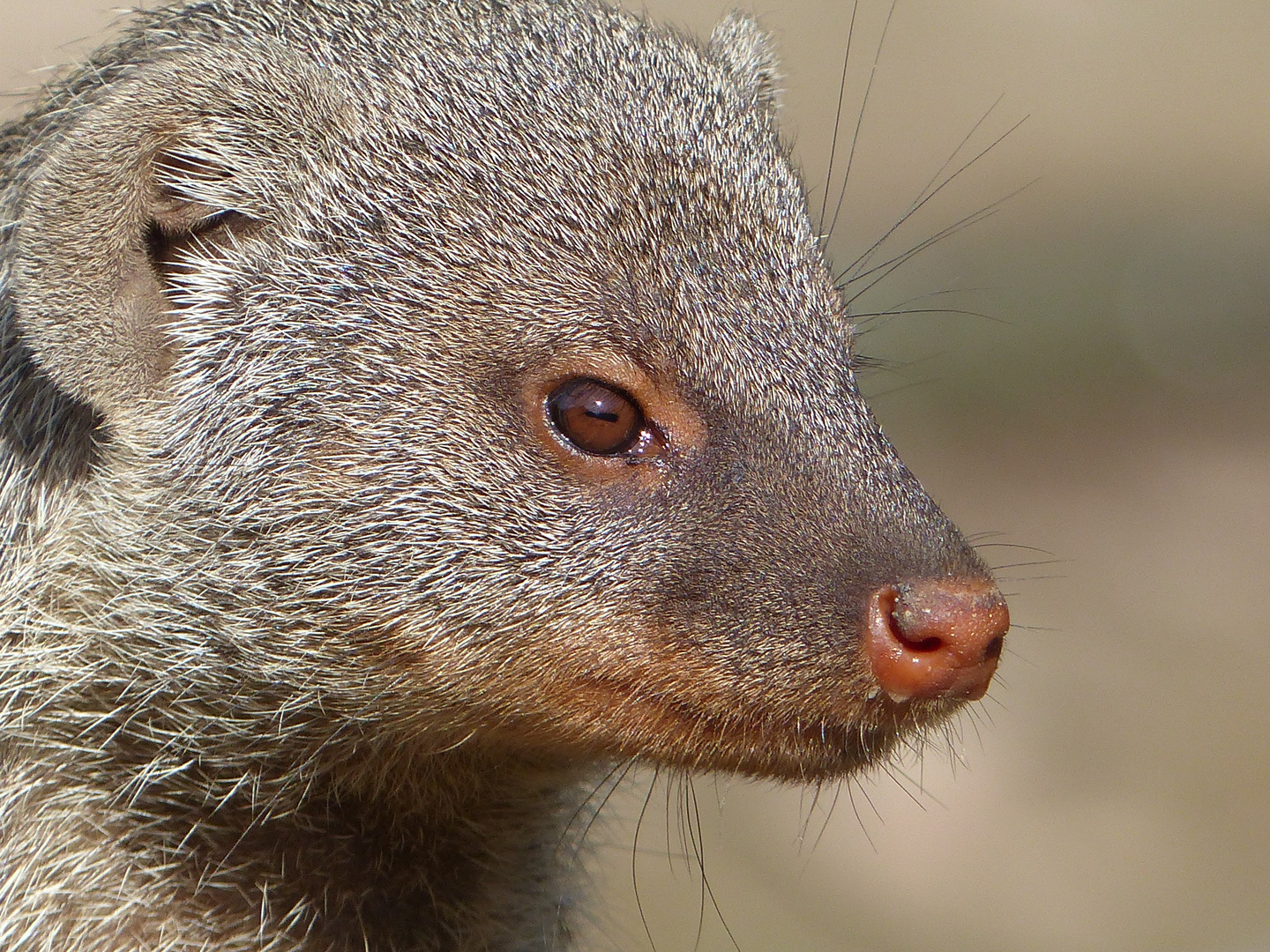 Zebra Manguste Foto & Bild | tiere, tierdetails, natur Bilder auf ...