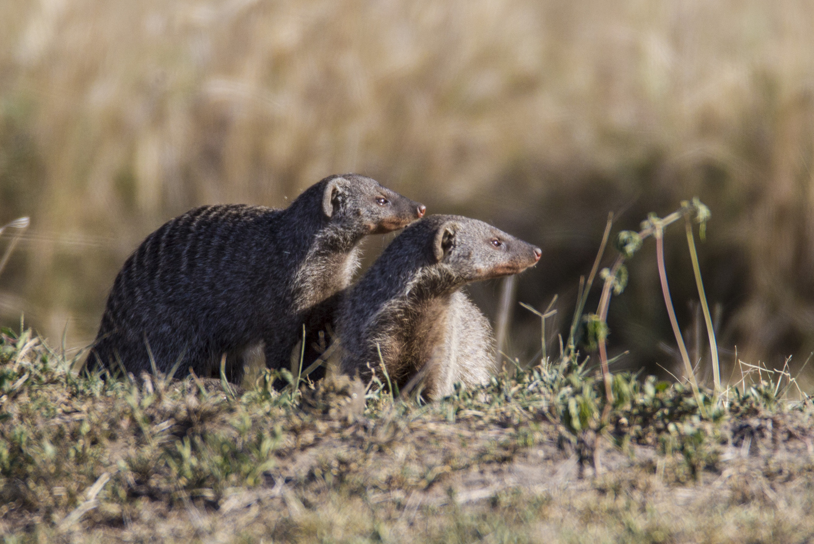 Zebra Mangusten Foto & Bild | tiere, wildlife, säugetiere Bilder auf ...