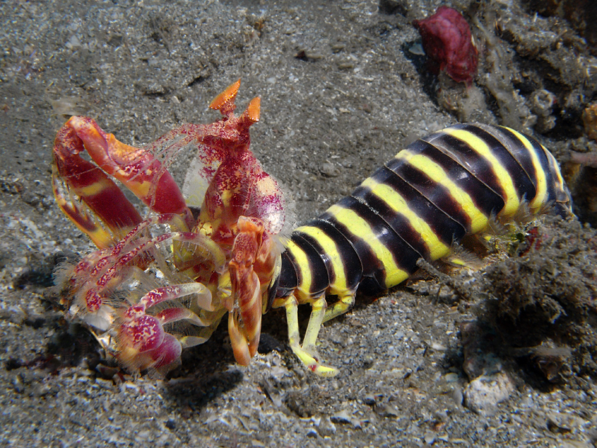 Zebra Mantis 2 Foto & Bild | unterwasser, uw-salzwasser, natur-kreativ ...