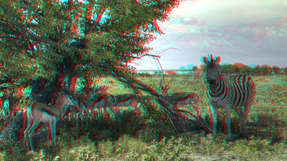 Zebra + MPO Foto & Bild | spezial, anaglyphen, stereoskopische ...