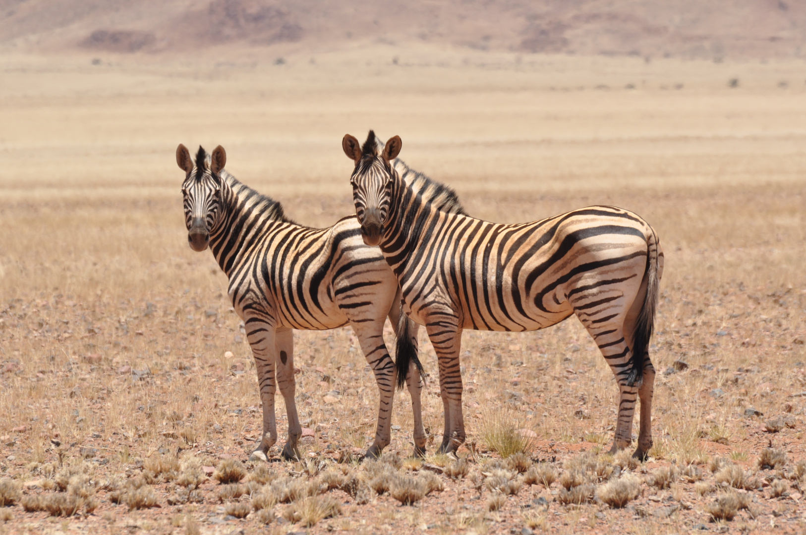 Zebra - Posing zum Zweiten Foto & Bild | africa, southern africa ...