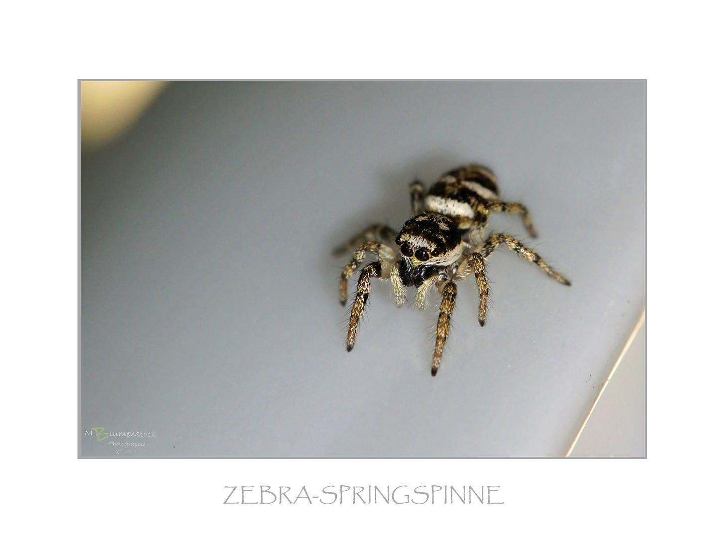 Zebra-Springspinne Foto & Bild | deutschland, europe, baden ...