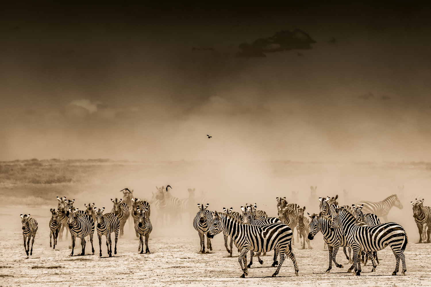 Zebra Stampede Foto & Bild | africa, eastern africa, tiere Bilder auf ...