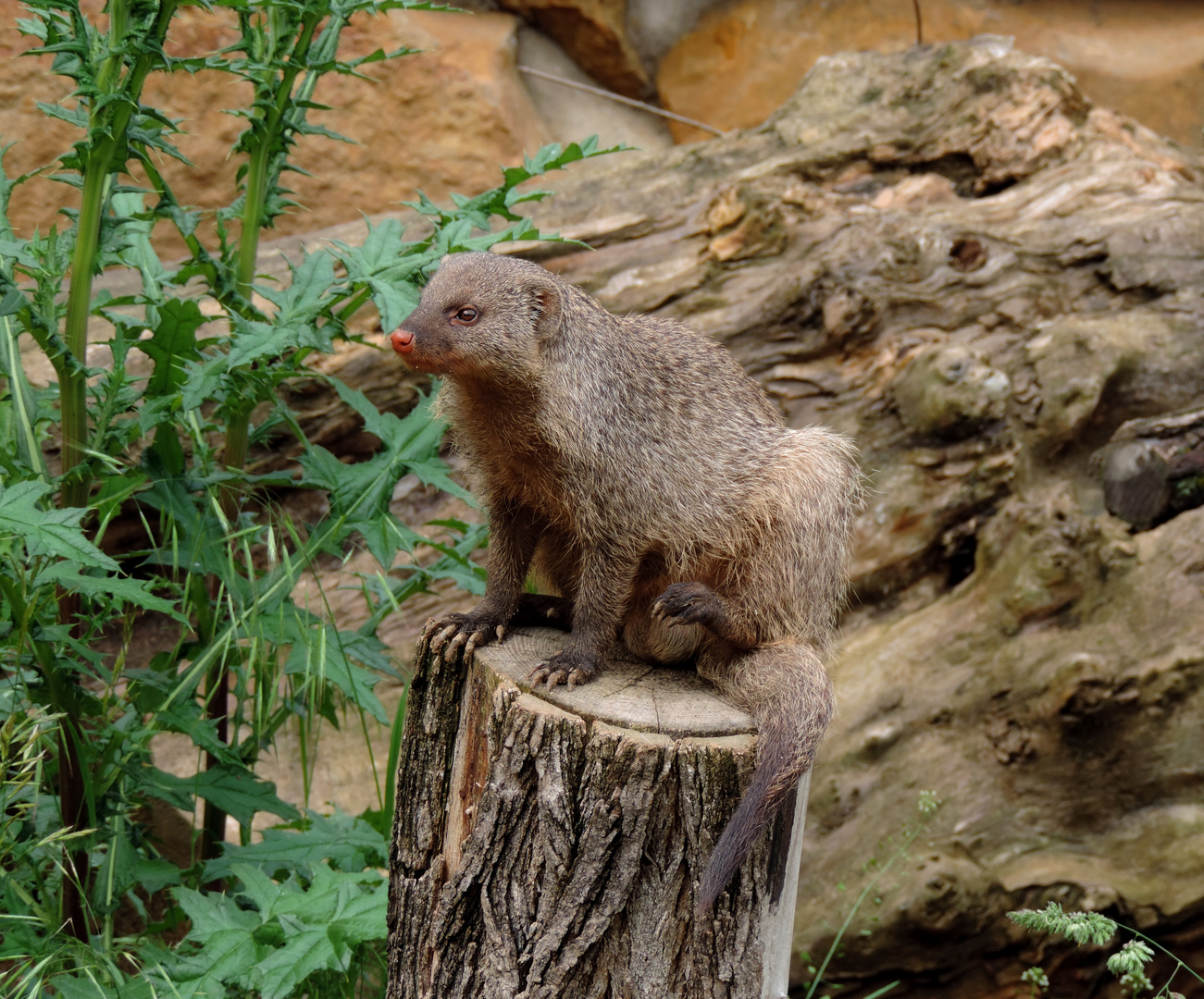 Zebramanguste Foto & Bild | tiere, zoo, wildpark & falknerei ...