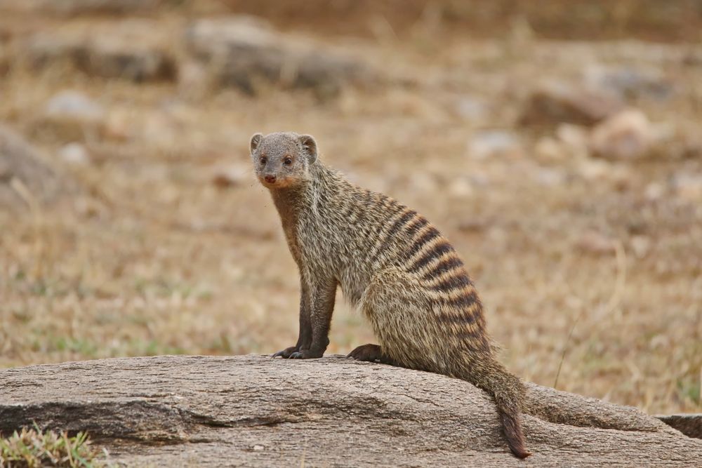 Zebramanguste + 1 Bild Foto & Bild | natur, afrika, tiere Bilder auf ...