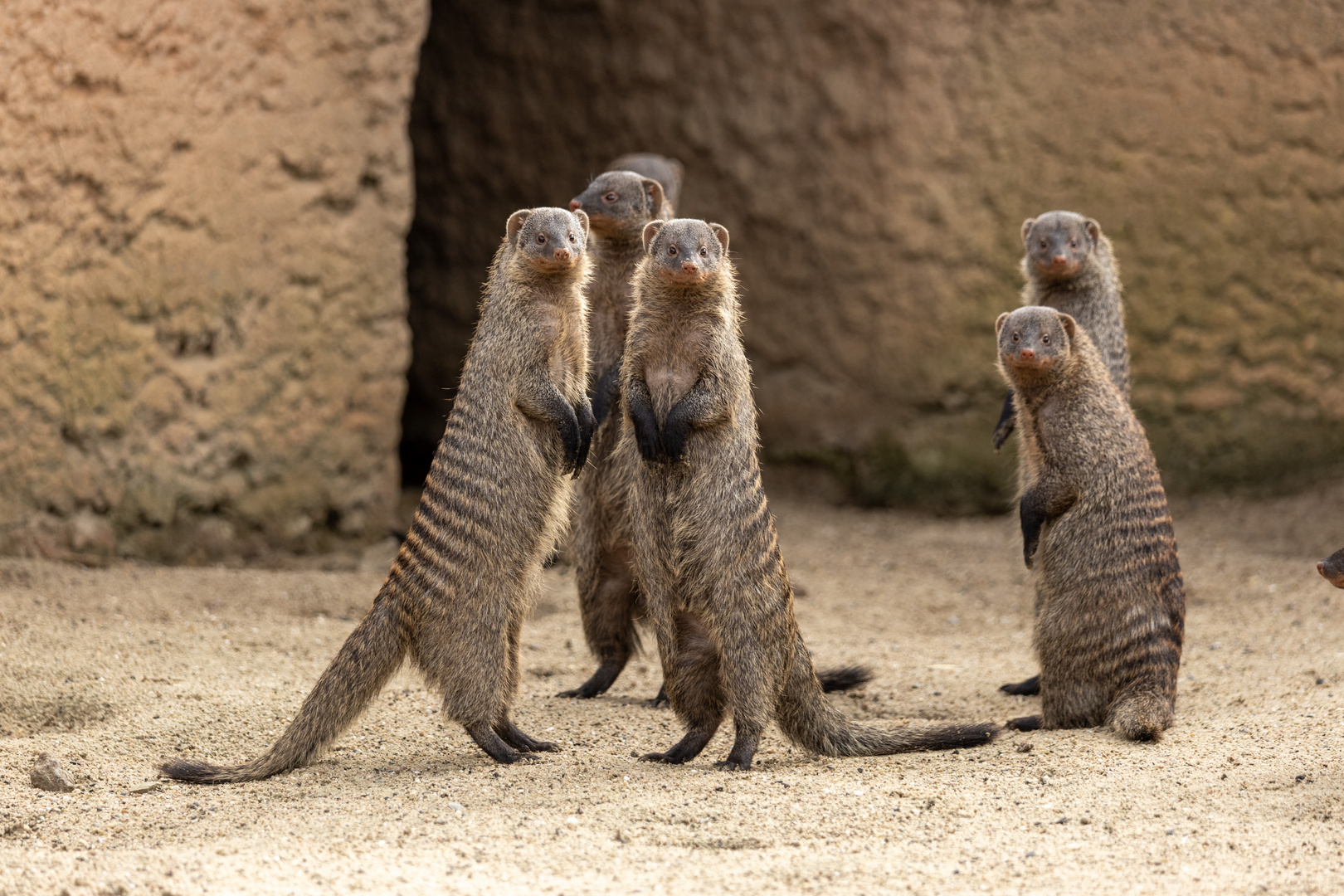 Zebramanguste Foto & Bild | tiere, zoo, wildpark & falknerei ...