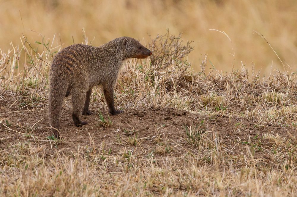 Zebramanguste Foto & Bild | natur, reisen, welt Bilder auf fotocommunity