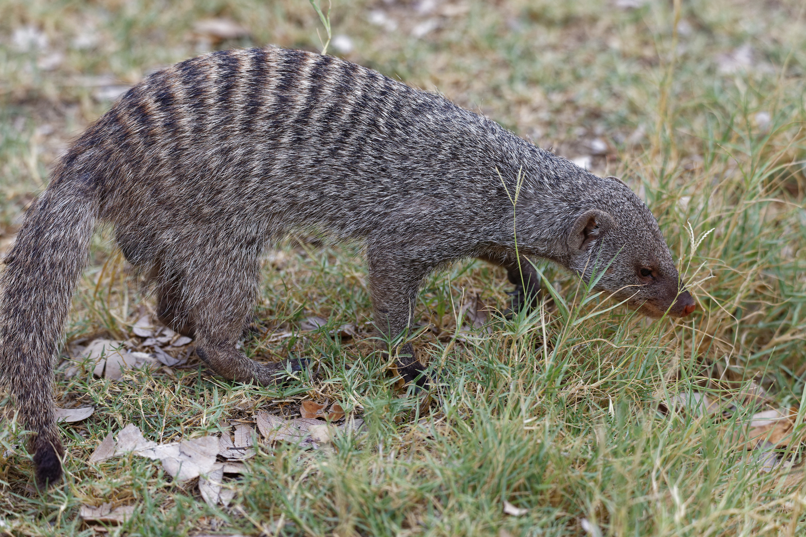 Zebramanguste Foto & Bild | africa, southern africa, namibia Bilder auf ...
