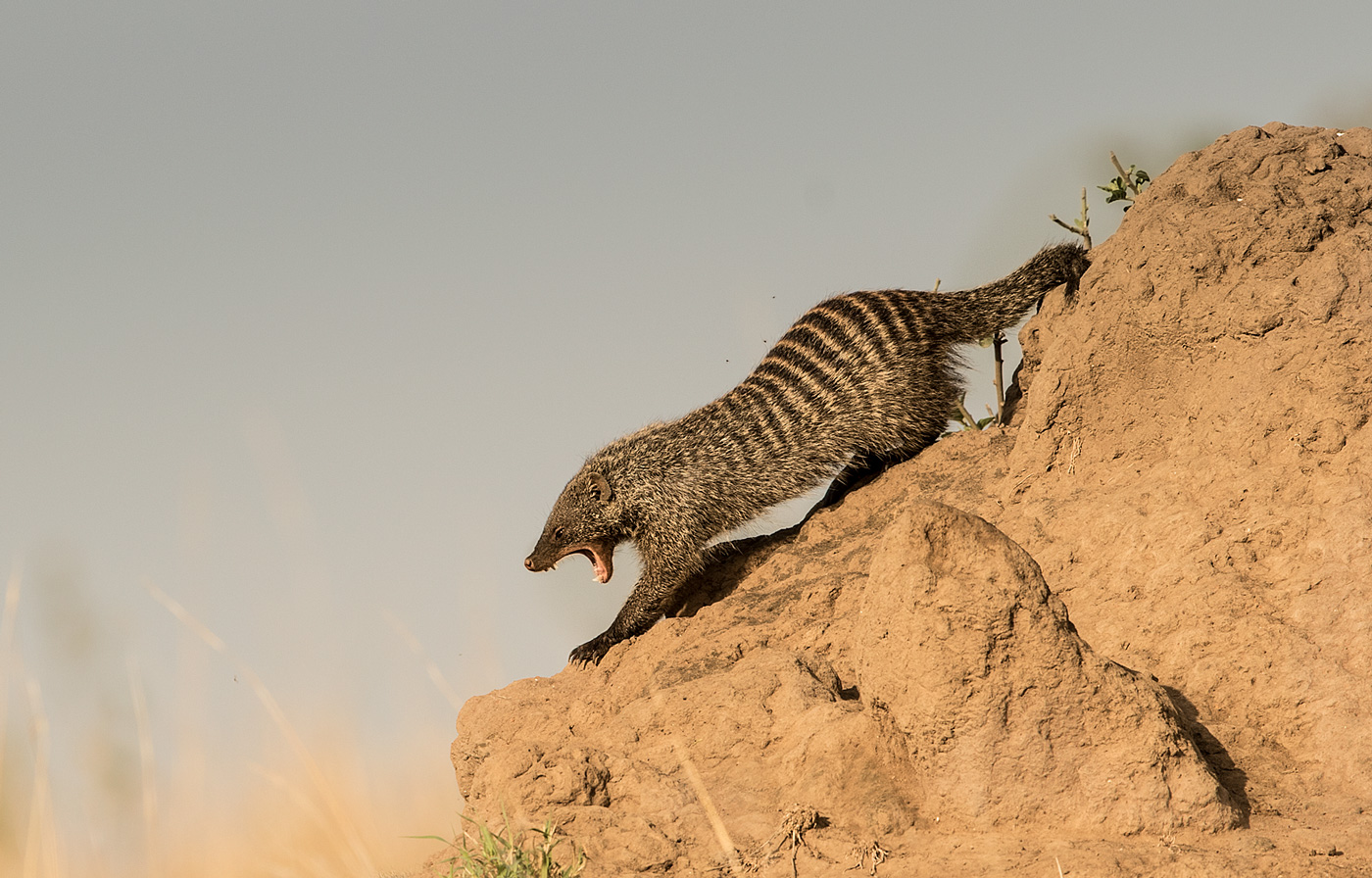 Zebramanguste Foto & Bild | natur, afrika, tiere Bilder auf fotocommunity