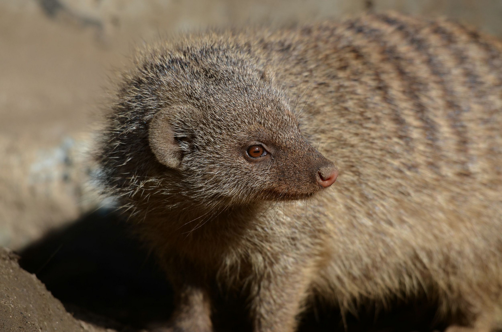 Zebramanguste Foto & Bild | tiere, zoo, wildpark & falknerei ...