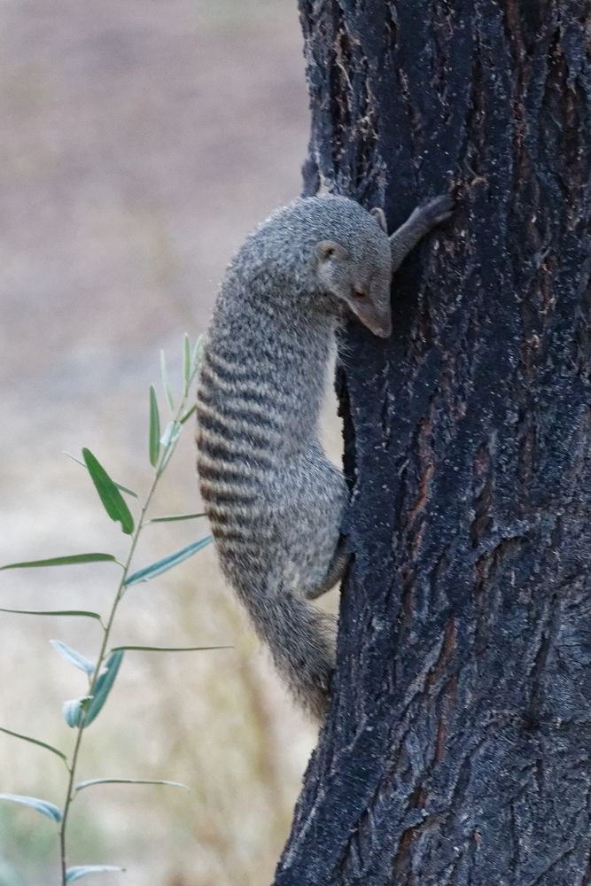 Zebramanguste Foto & Bild | africa, southern africa, namibia Bilder auf ...