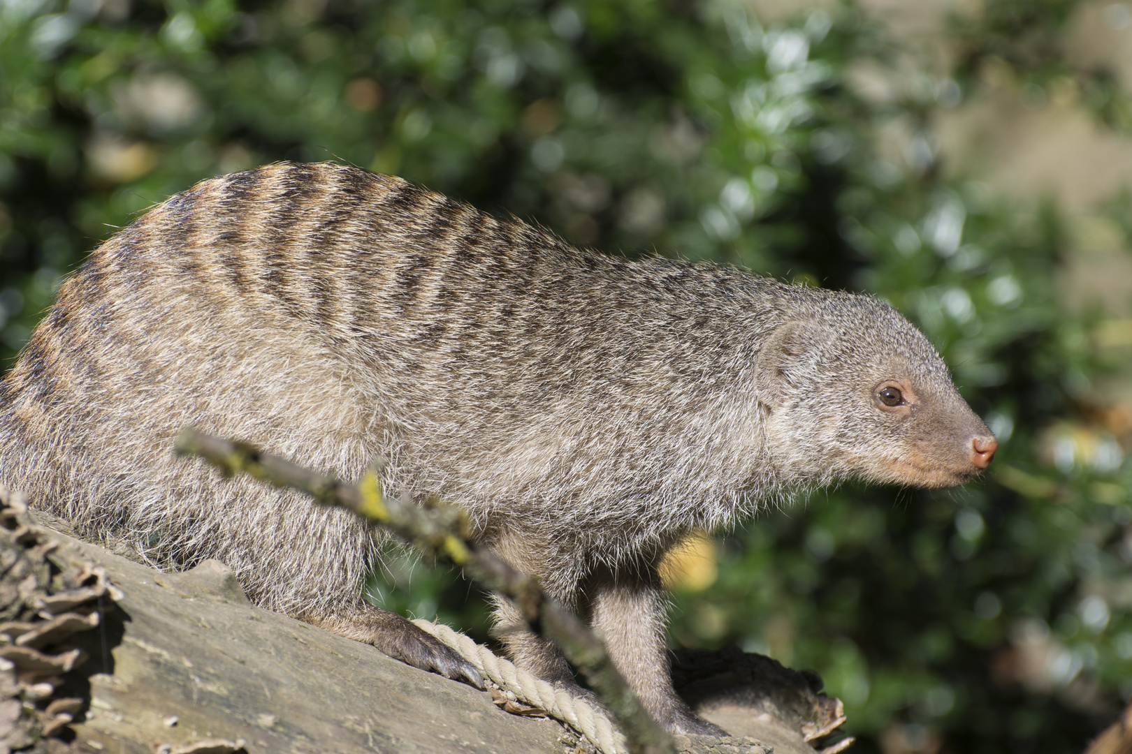 Zebramanguste (Mungos Mungo) Foto & Bild | nikon, natur, österreich Bilder auf fotocommunity