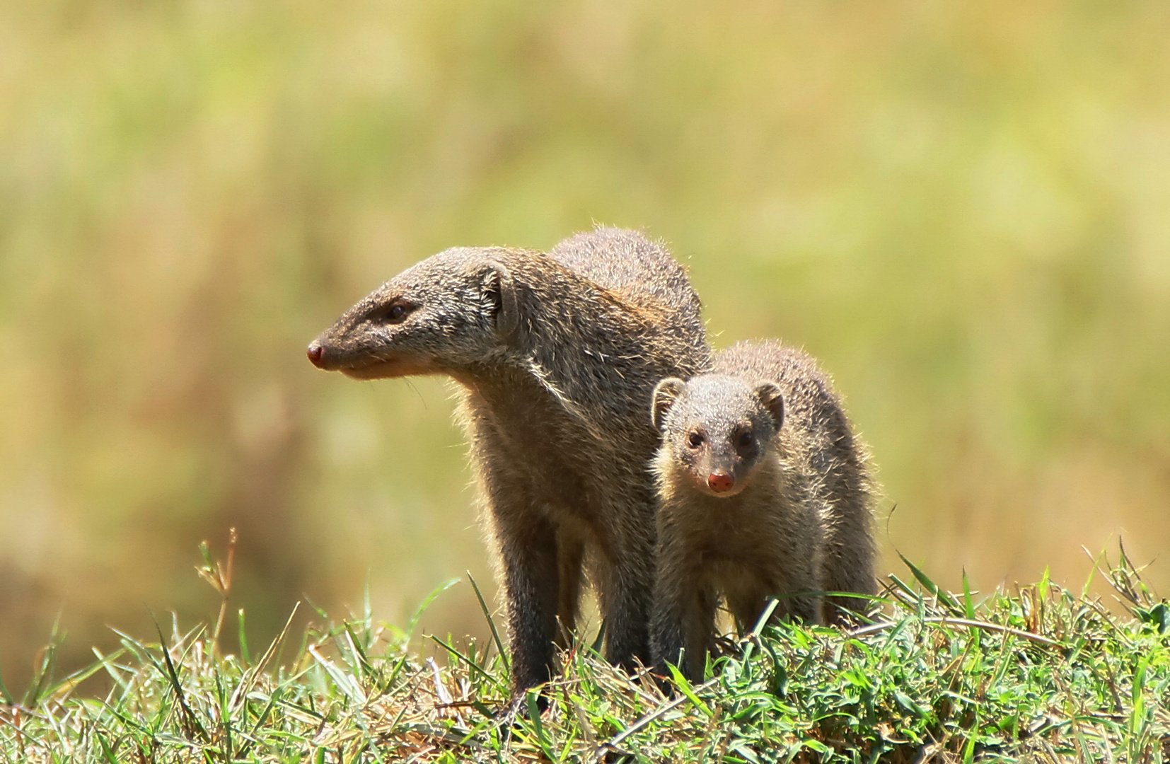 ...Zebramanguste (Mungos mungo)...in 2 Bildern..... Foto & Bild | tiere ...