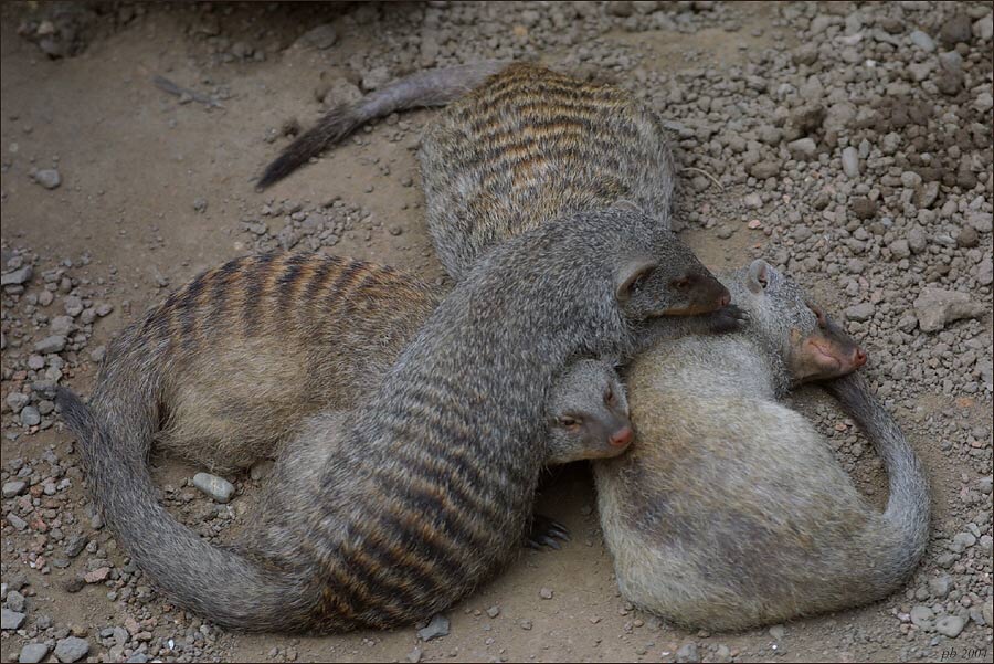 Zebramangusten > Tai Chie Foto & Bild | tiere, zoo, wildpark ...