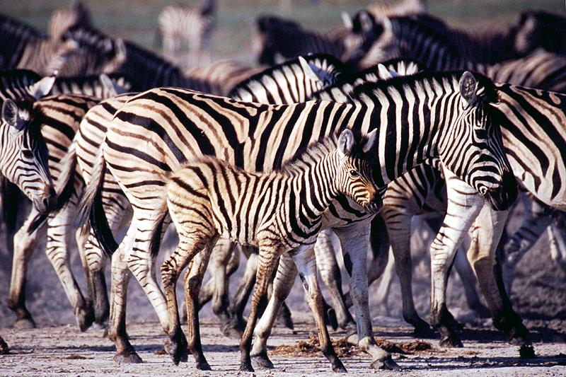 Zebras Foto & Bild | tiere, wildlife, säugetiere Bilder auf fotocommunity