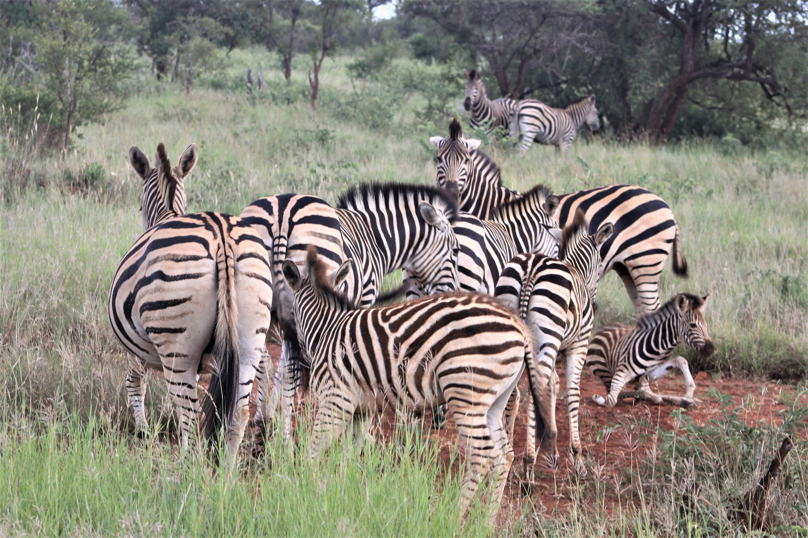 Zebras in Südafrika Foto & Bild | natur, afrika, tiere Bilder auf ...