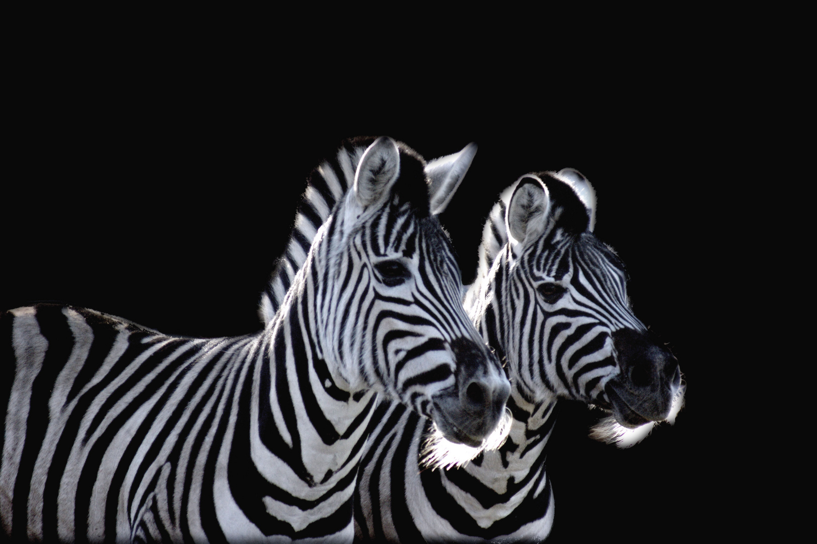Zebras in the night..... Foto & Bild | tiere, zoo, wildpark & falknerei ...