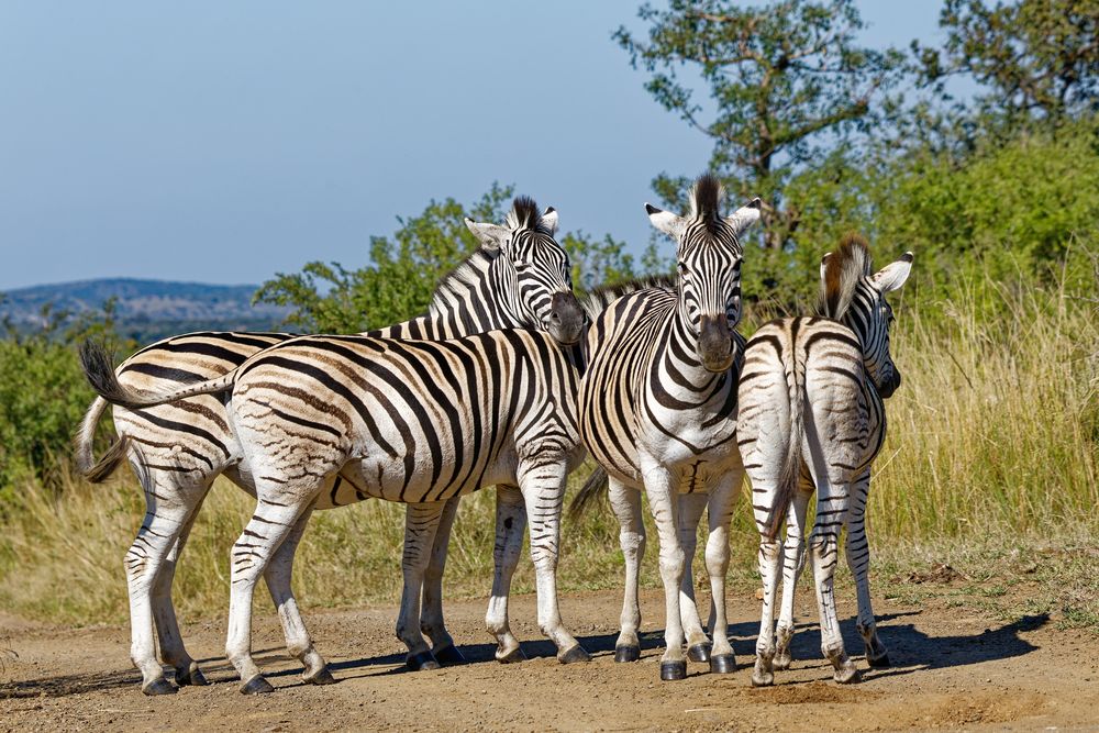 zebras_3 Foto & Bild | world, natur, south africa Bilder auf fotocommunity