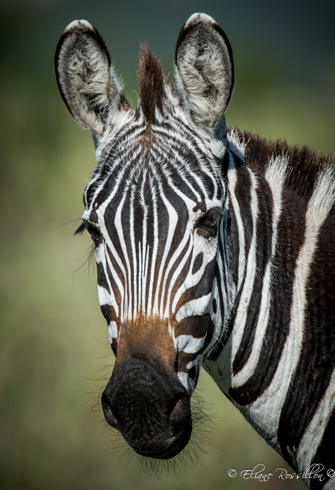 Zèbre en Tanzanie photo et image | animaux, animaux domestiques, zèbre ...