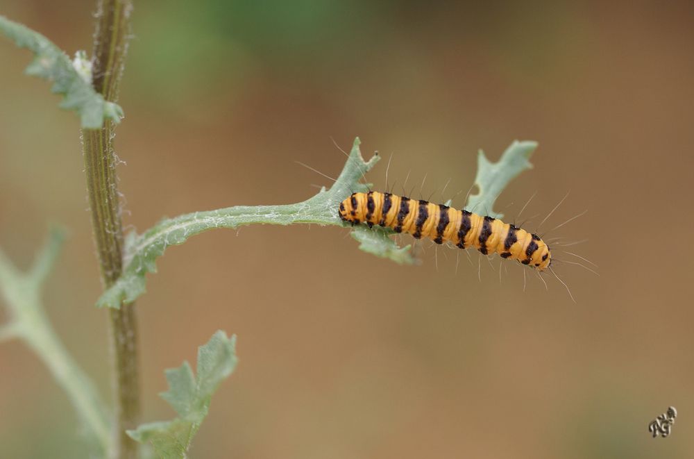 Zébrée ..... photo et image | macro nature, macro insectes, papillons ...