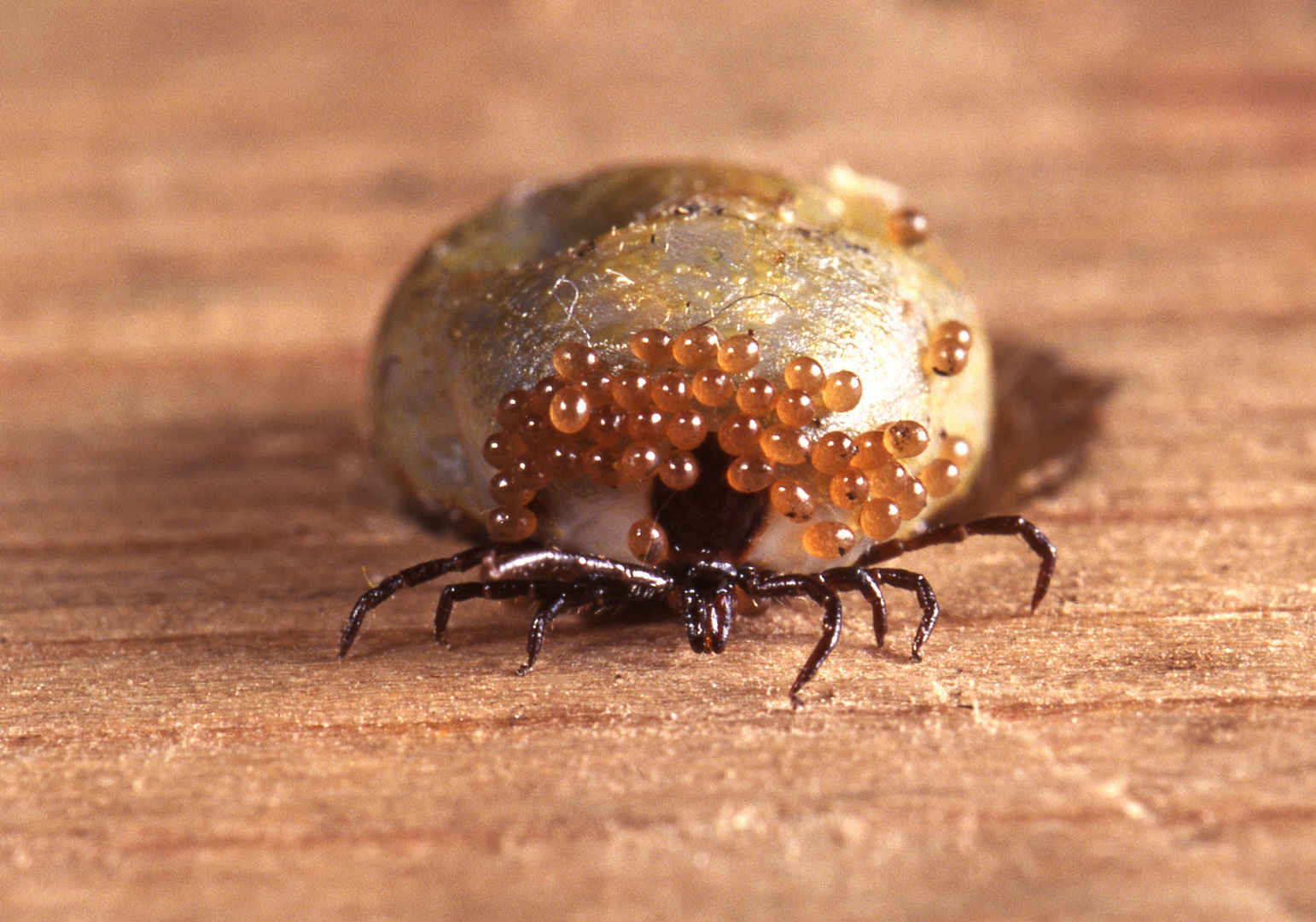 Zecke 1 Foto & Bild | hund, natur, insekt Bilder auf fotocommunity