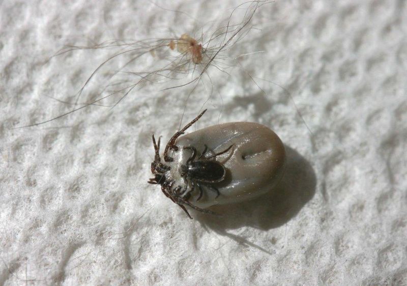 Zecke an Zecke Foto & Bild | tiere, wildlife, insekten Bilder auf ...