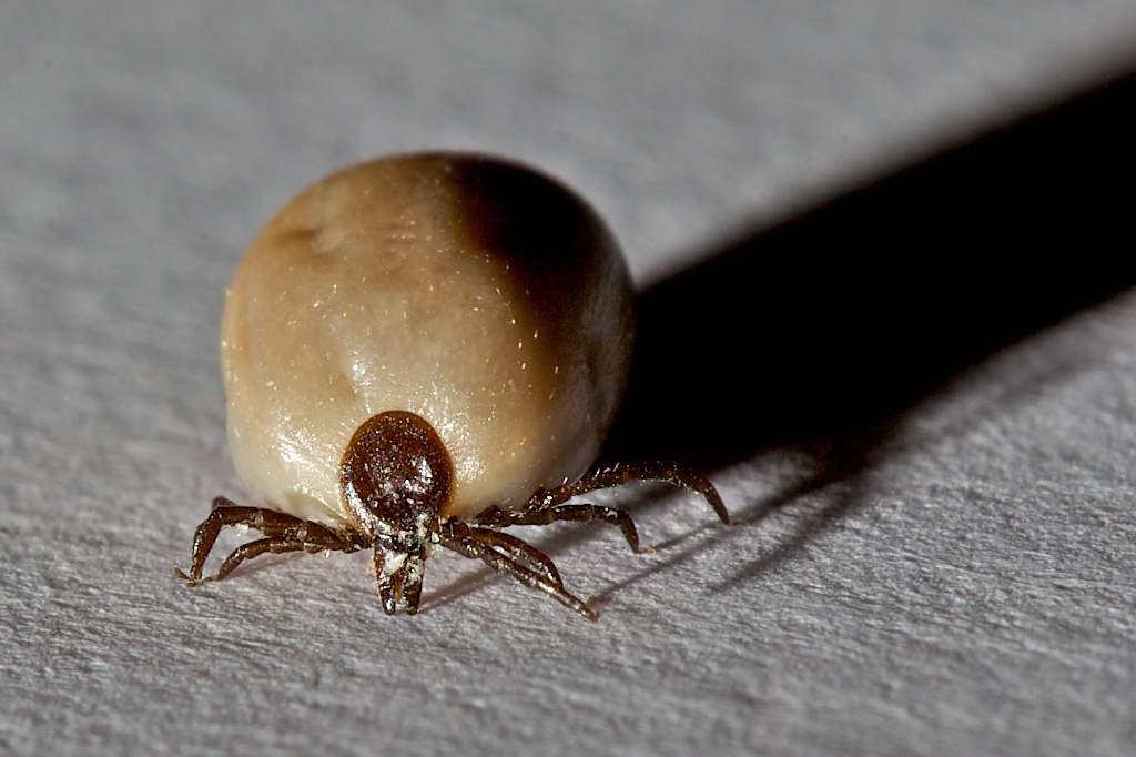 Zecke Foto & Bild | natur-makros, natur-kreativ, aufnahmetechniken ...