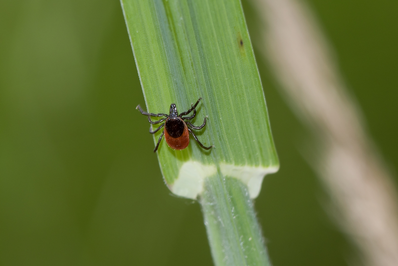 Zecke Foto & Bild | tiere, wildlife, wildlife: sonstige tiere Bilder ...
