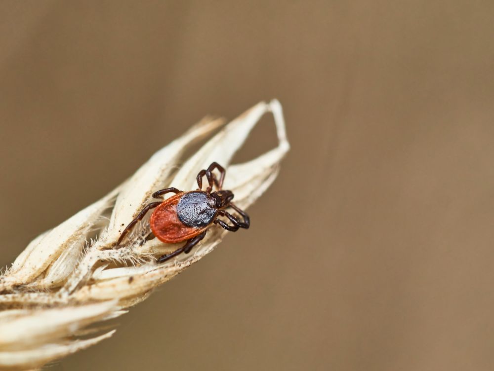 Zecke, Holzbock Foto & Bild | natur, tiere, wildlife Bilder auf ...
