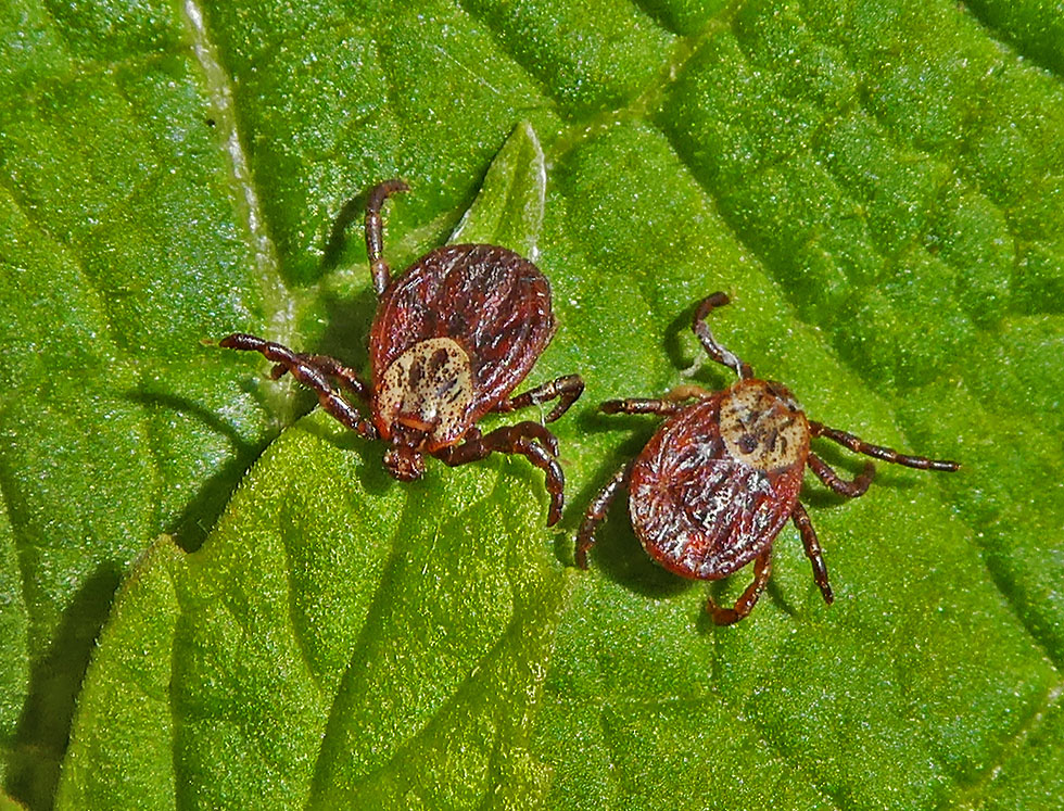 Zecken Foto & Bild | tiere, wildlife, spinnen Bilder auf fotocommunity