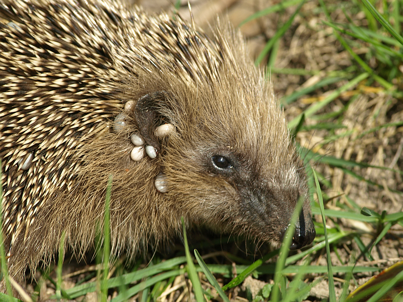 Zeckenigel oder Igelzecken ... Foto & Bild | tiere, wildlife ...