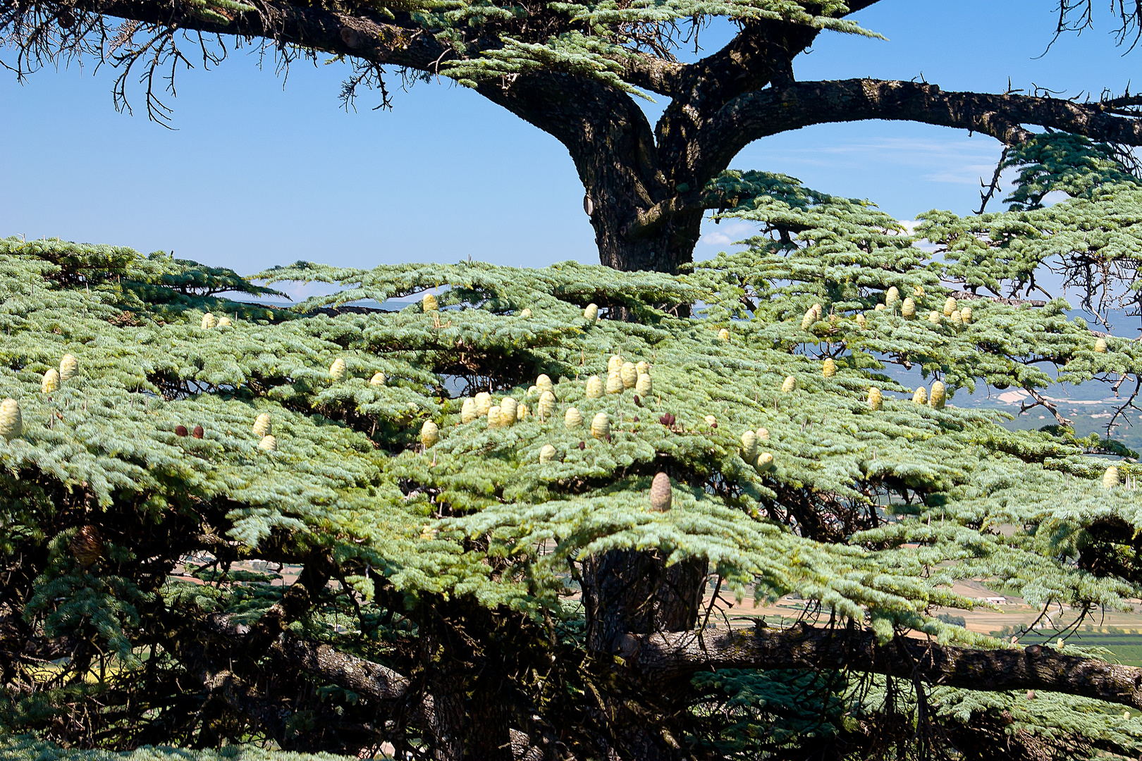 Zedern im Luberon Foto & Bild | landschaft, kulturlandschaften, natur ...