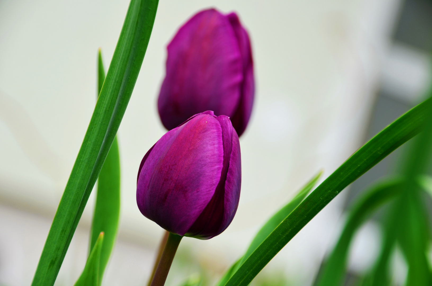 Zeichen von Frühling Foto & Bild | jahreszeiten, frühling, natur Bilder ...