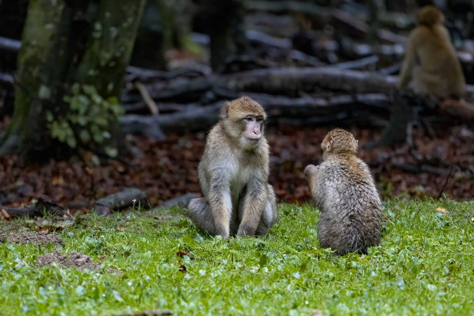 Zeig mal her ! Foto & Bild | tiere, zoo, wildpark & falknerei, fotos ...