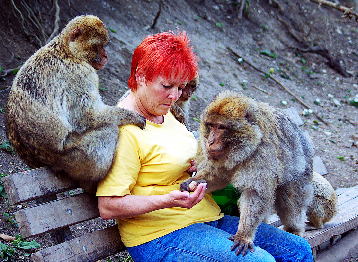 Zeig mal her Foto & Bild | tiere, tierfreundschaften, primaten ...