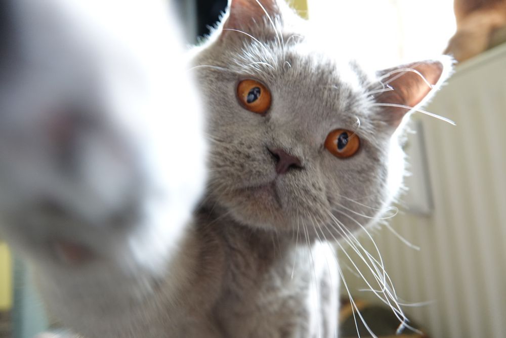 Zeig mal her das Teil... Foto & Bild | tiere, haustiere, katzen Bilder ...