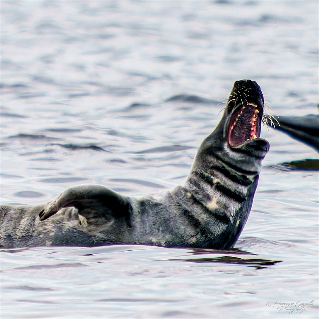 zeig mir die Zähne Foto & Bild | world, dokumentation, schweden Bilder ...