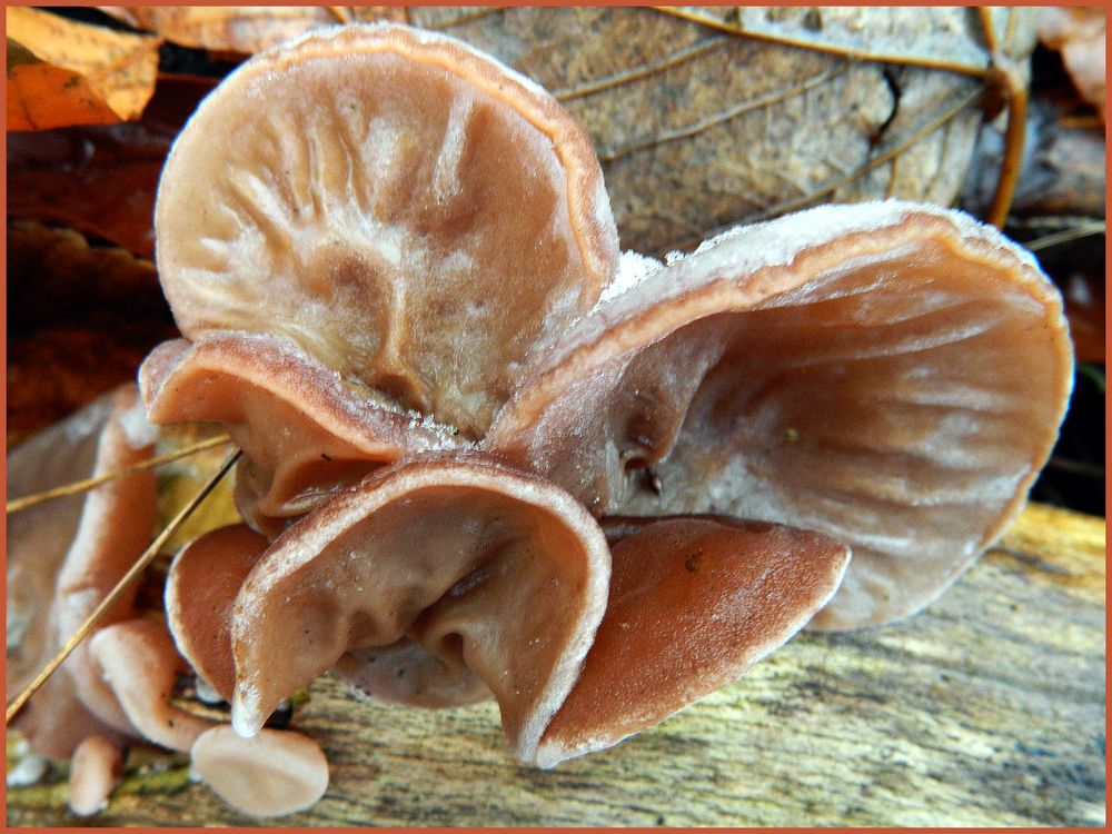 Zeigt her eure Schuten-- Foto & Bild | pflanzen, pilze & flechten ...